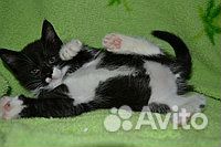 Котенок Черника 2 мес