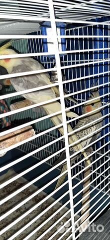 Попугай корелла