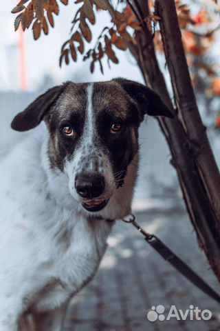 Хозяин ты где Грета ждет