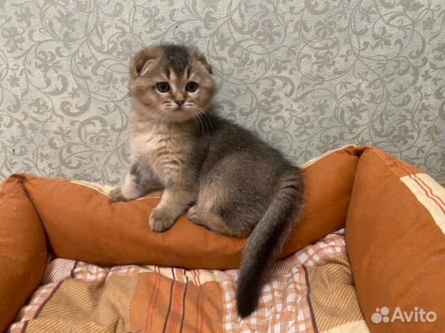 Красотка Шанти