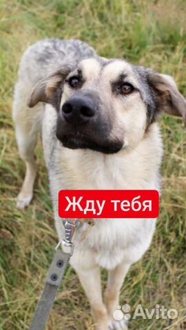 Серая девочка с грустными глазами