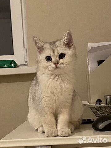 Кошечка серебрянная шиншилла