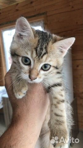Котёнок девочка Симба, 2 мес