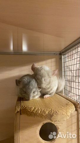 Продаются шиншиллята с родословными