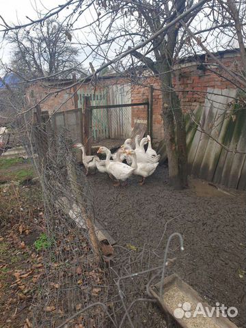 Гусь холмогорский