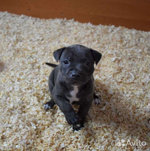 Щенок питбуля рр