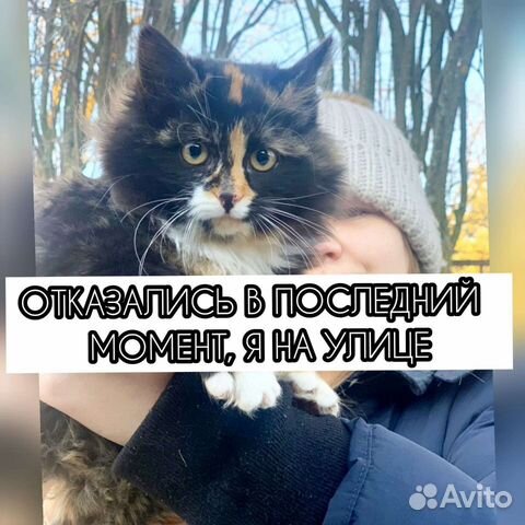 Котята, котёнок, пушистая девочка на улице