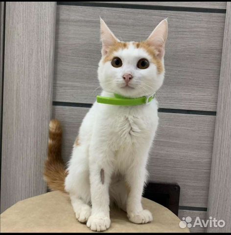 Котенок ищет дом