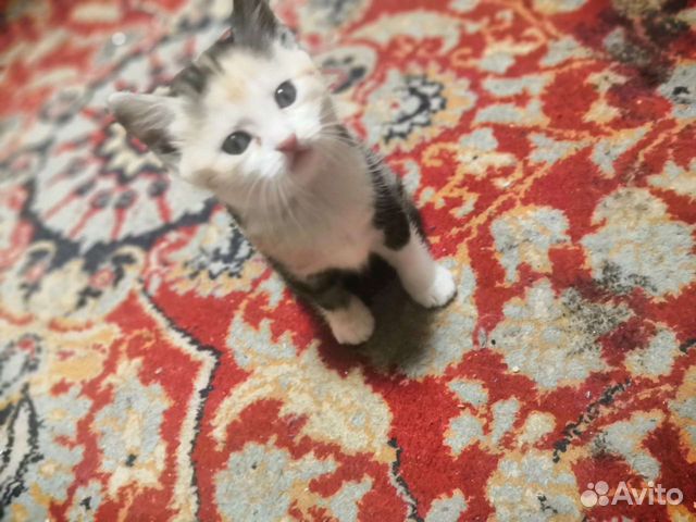 Британские котята