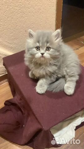 Британские котята