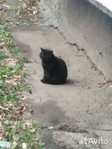 Котику нужна помощь