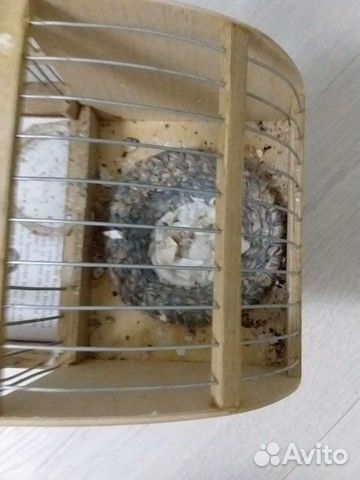 Канарейка, клетка, корм, песок, гнездо