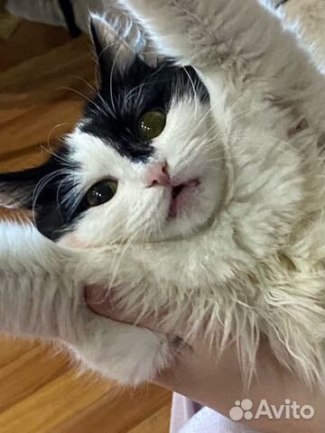 Чёрно-белая кошка