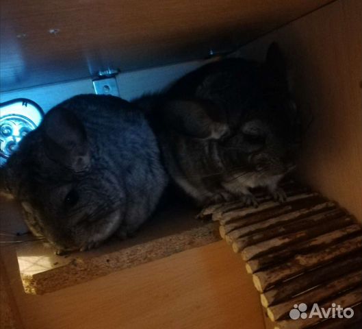 Серебристая шиншилла