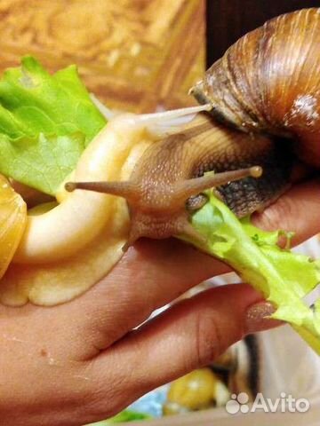 Улитки ахатины