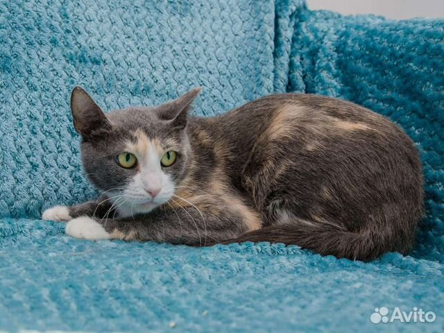 Голубая скромница в дар