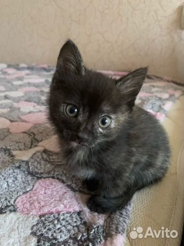 Котенок, девочка 1,5 мес