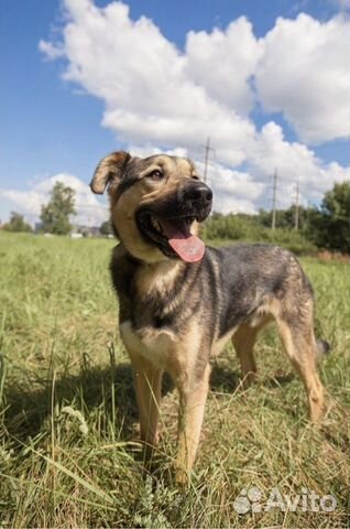 Ласковый пёс пропадает в приюте