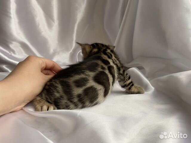 Бенгальские котята