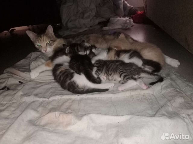 Кошка в дар