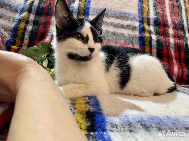 Котенок в добрые руки