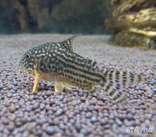 Сомики коридорасы Штерба