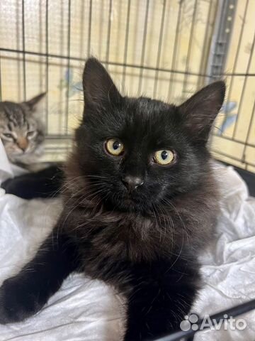 Котенок Барри 3 мес