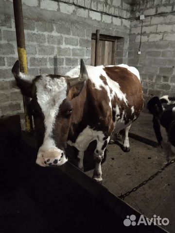 Телочка от этой коровы