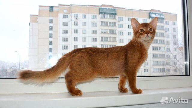 Сомалийские котята