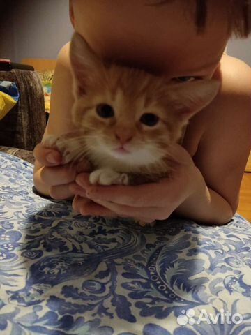 Котёнок рыженький 1,5 месяца