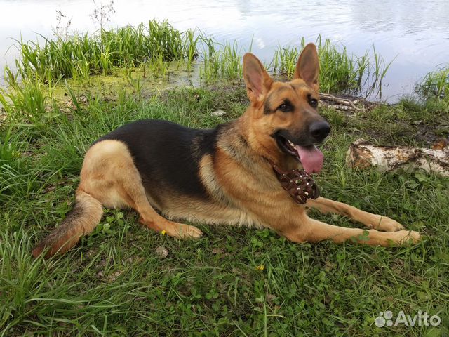 Собака немецкая овчарка