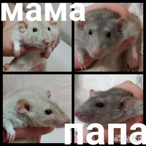 Детки красивых и ласковых крыс