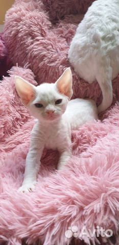 Ласковый рексик