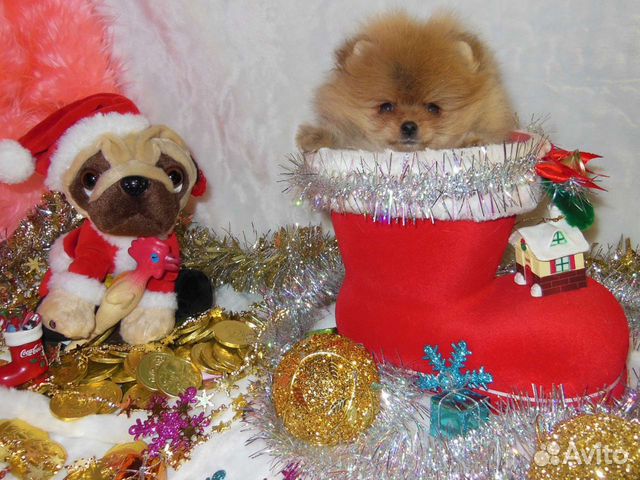 Ми-Ми- мишный мини медвежонок