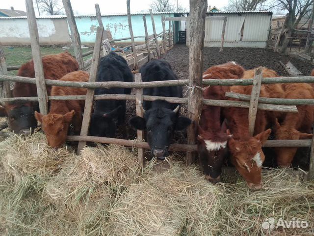 Откормленный скот