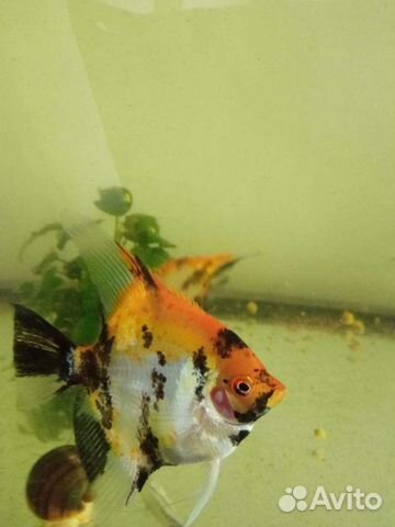 Скалярии кои