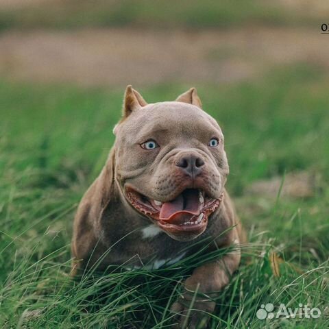 Микро булли, родители Китай