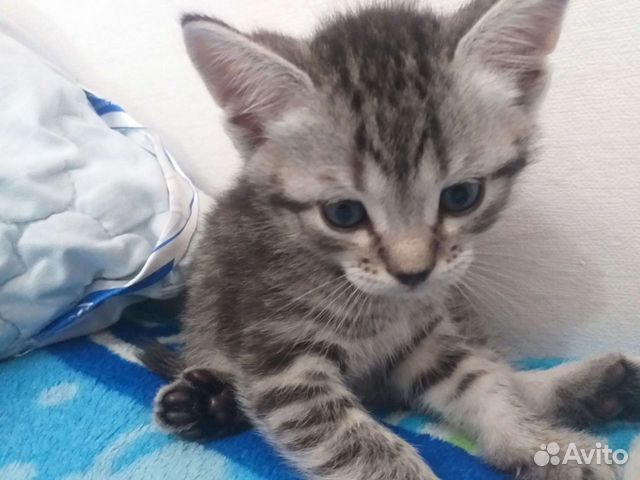 Котята. Лучший подарок на новый год тигра