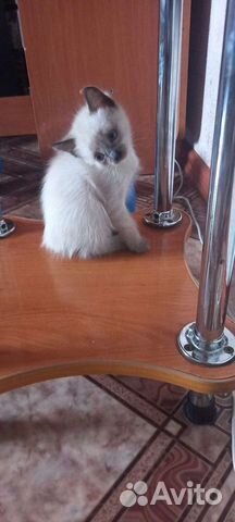 Котята сиамцы