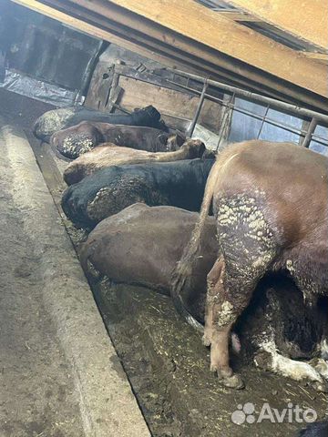 Бычки на мясо