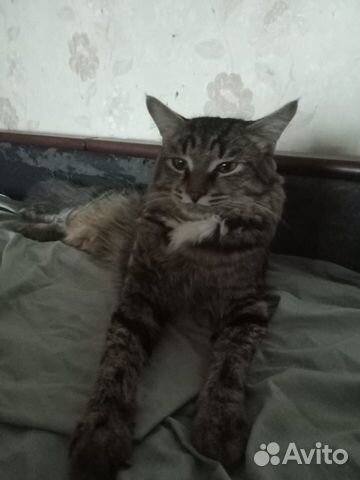 Отдам кота в добрые руки