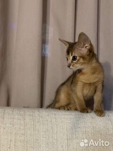 Абиссинский котенок. Девочка