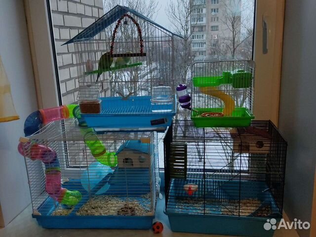 Хомяки джунгарики