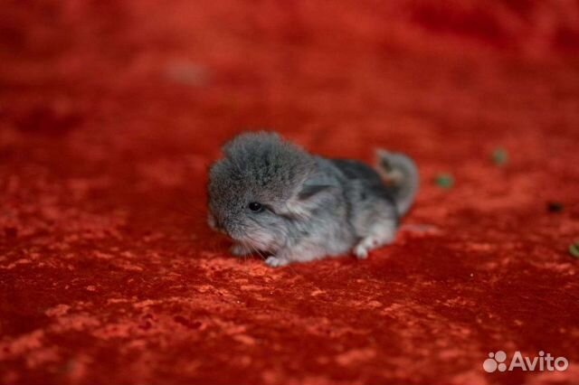 Шиншилла ангора