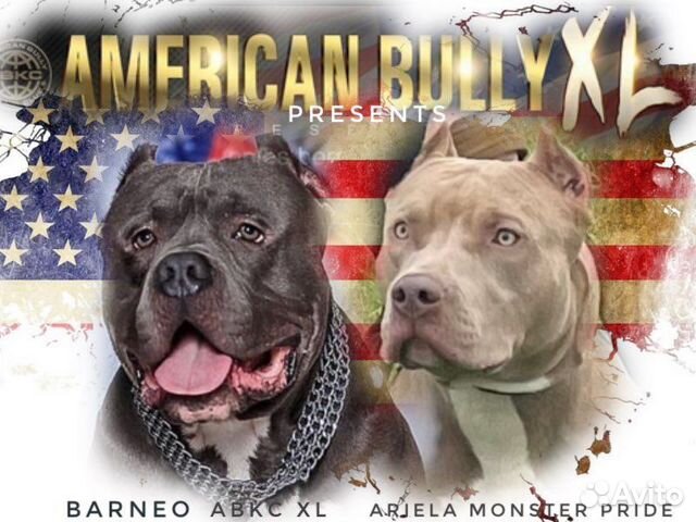 Американский булли XL размер
