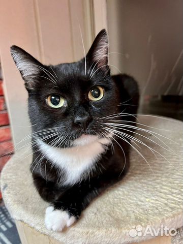 Котик Боря 1 год