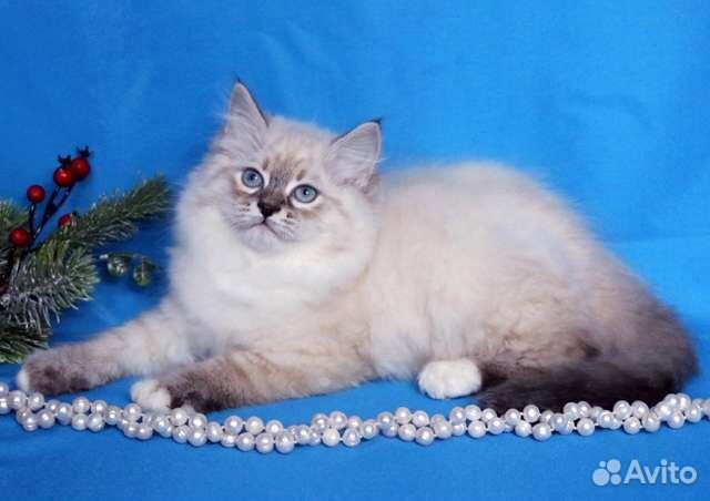 Невский маскарадный котёнок