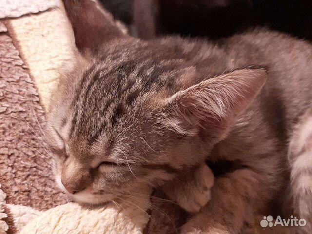 Отдам Шотландских прямоухих кошечек