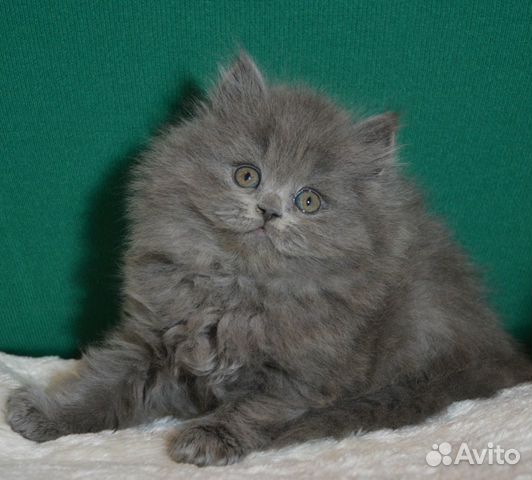 Длинношерстная британка