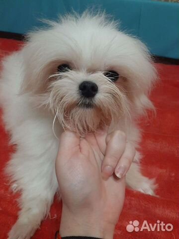 Вязка. мальтезе. мини. корея